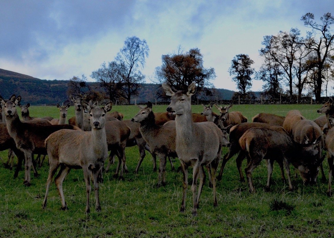 The Venison Advisory Service provides quality, experienced project-led ...