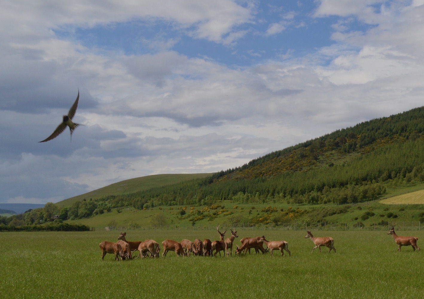 Market data (June 2019) from the Scottish Venison Association is ...